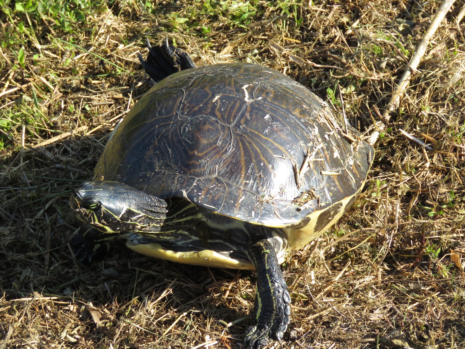 Bird & Travel Photos, Birding Sites, Bird Information: PENINSULA COOTER ...