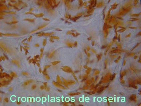 Plastos: Cromoplastos