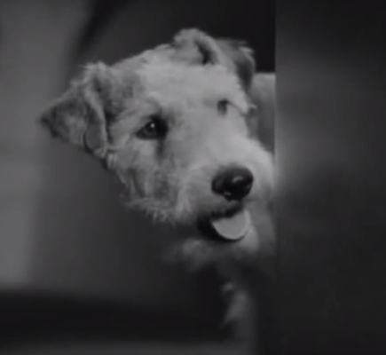 Famous Dogs in History: Skippy: Better Known as Asta