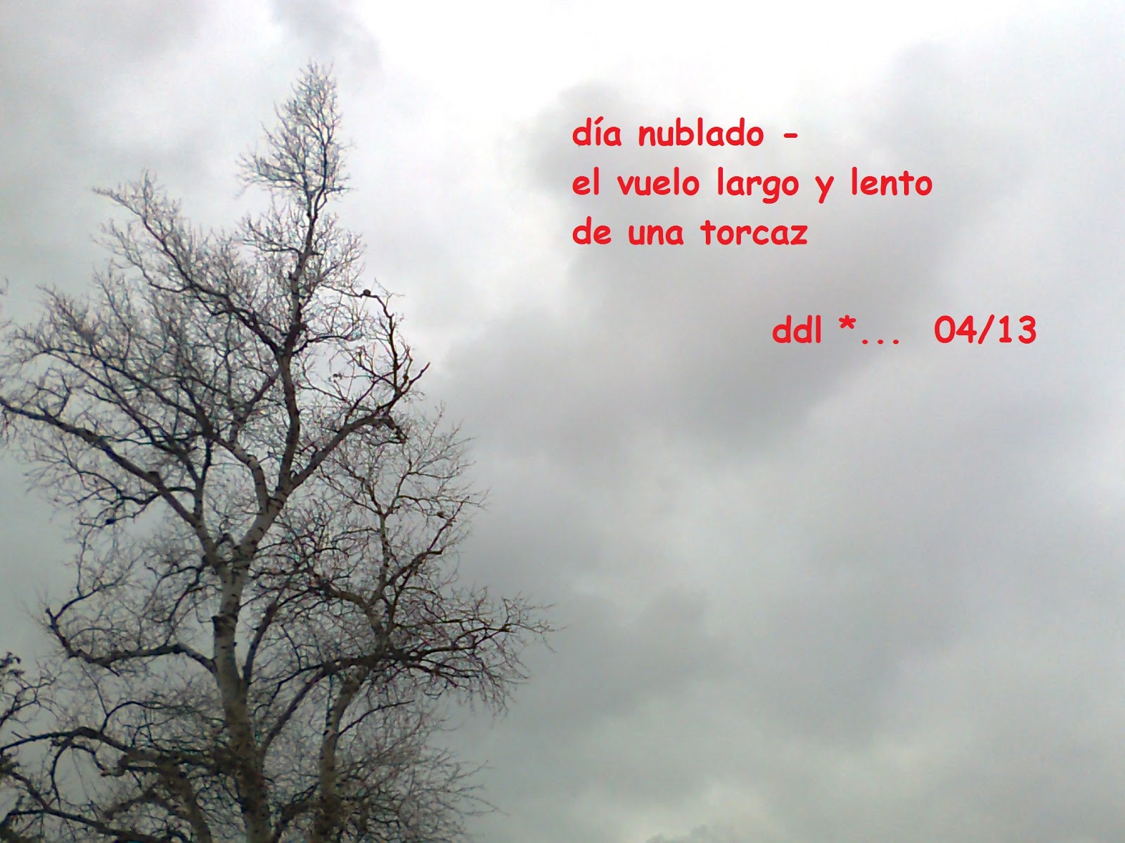 Dientes de león タンポポ: día nublado