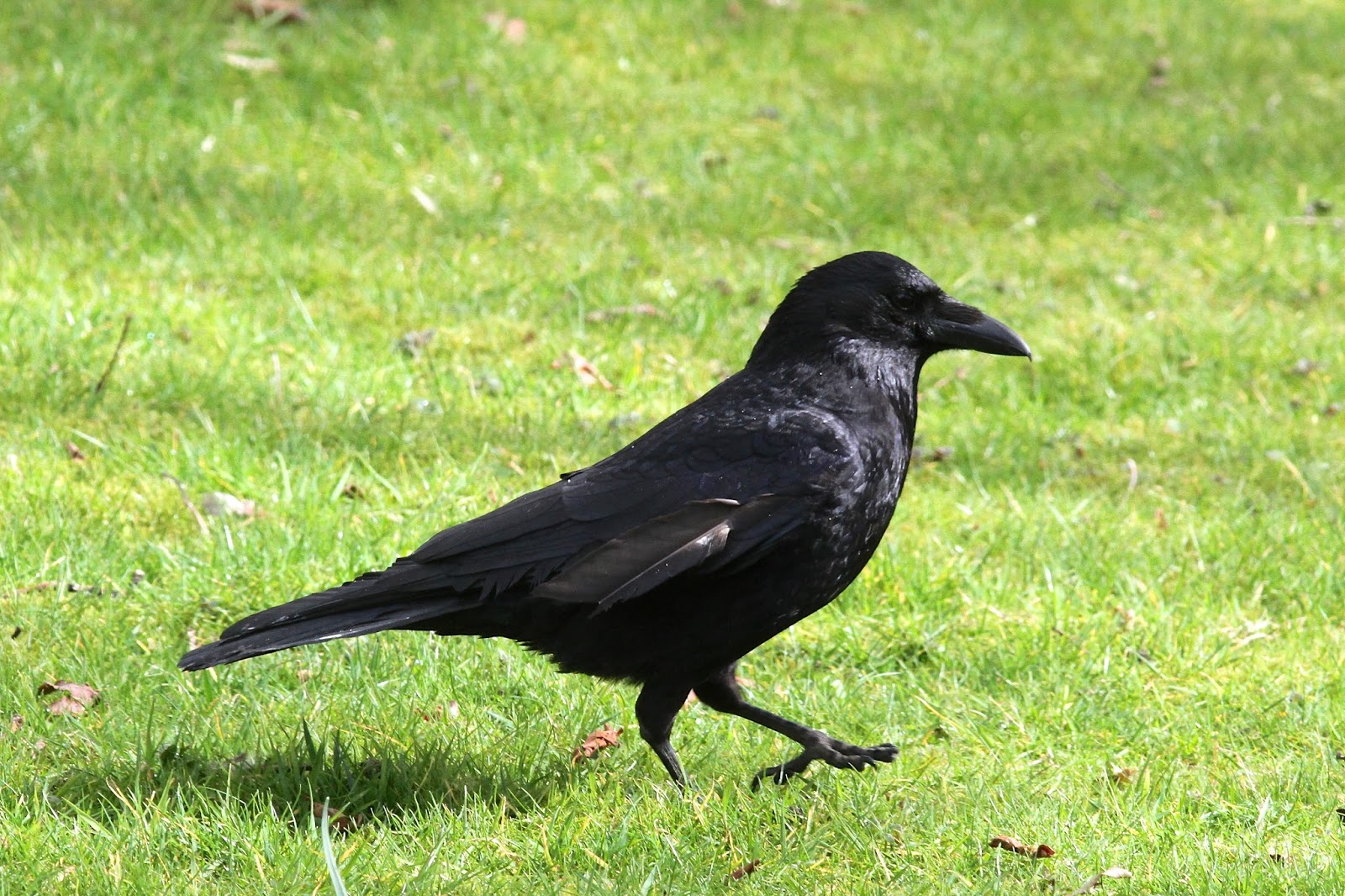 TrogTrogBlog: Bird of the week - Carrion crow