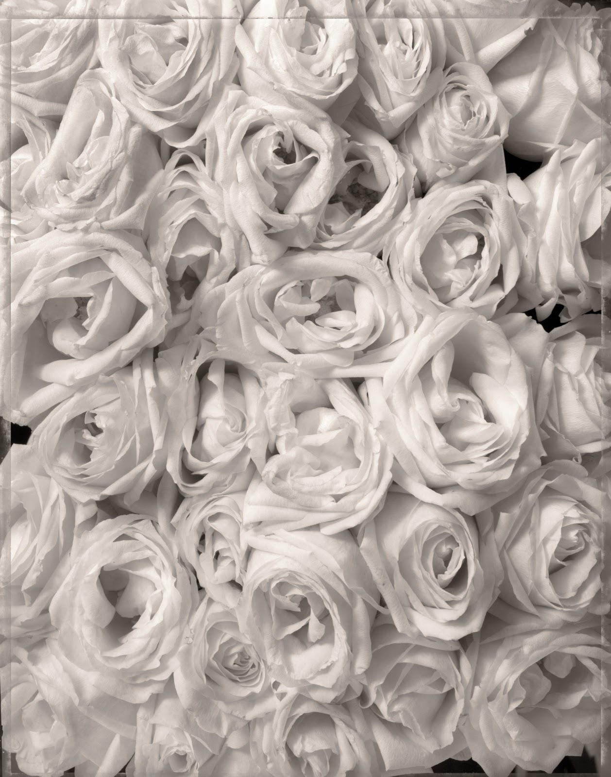 Seamus A Ryan Photography: White Roses