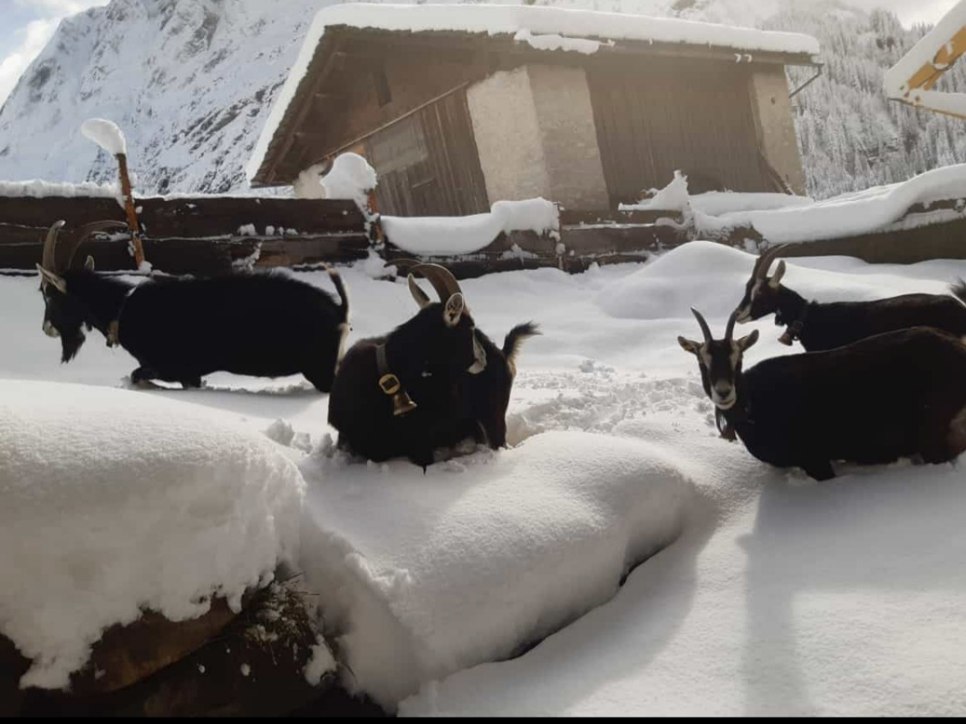 Pfauenziege GR: Aktuell