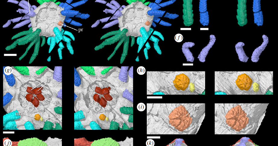 Sciency Thoughts: Sollasina cthulhu: A new species of Ophiocistioid ...