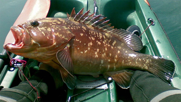 Frutos del Mar: Cherna y mero