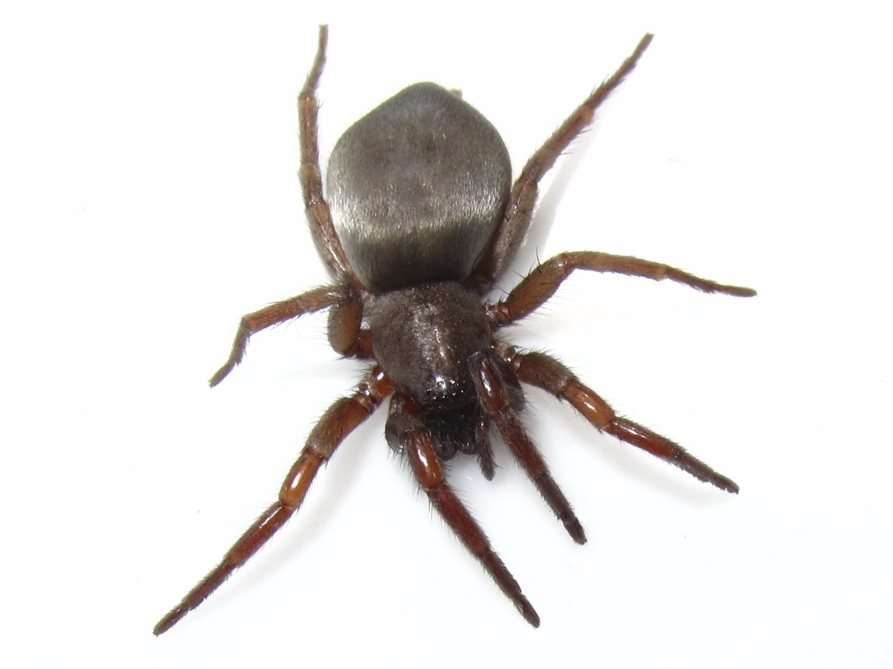 BugBlog: Gnaphosidae: ground spiders