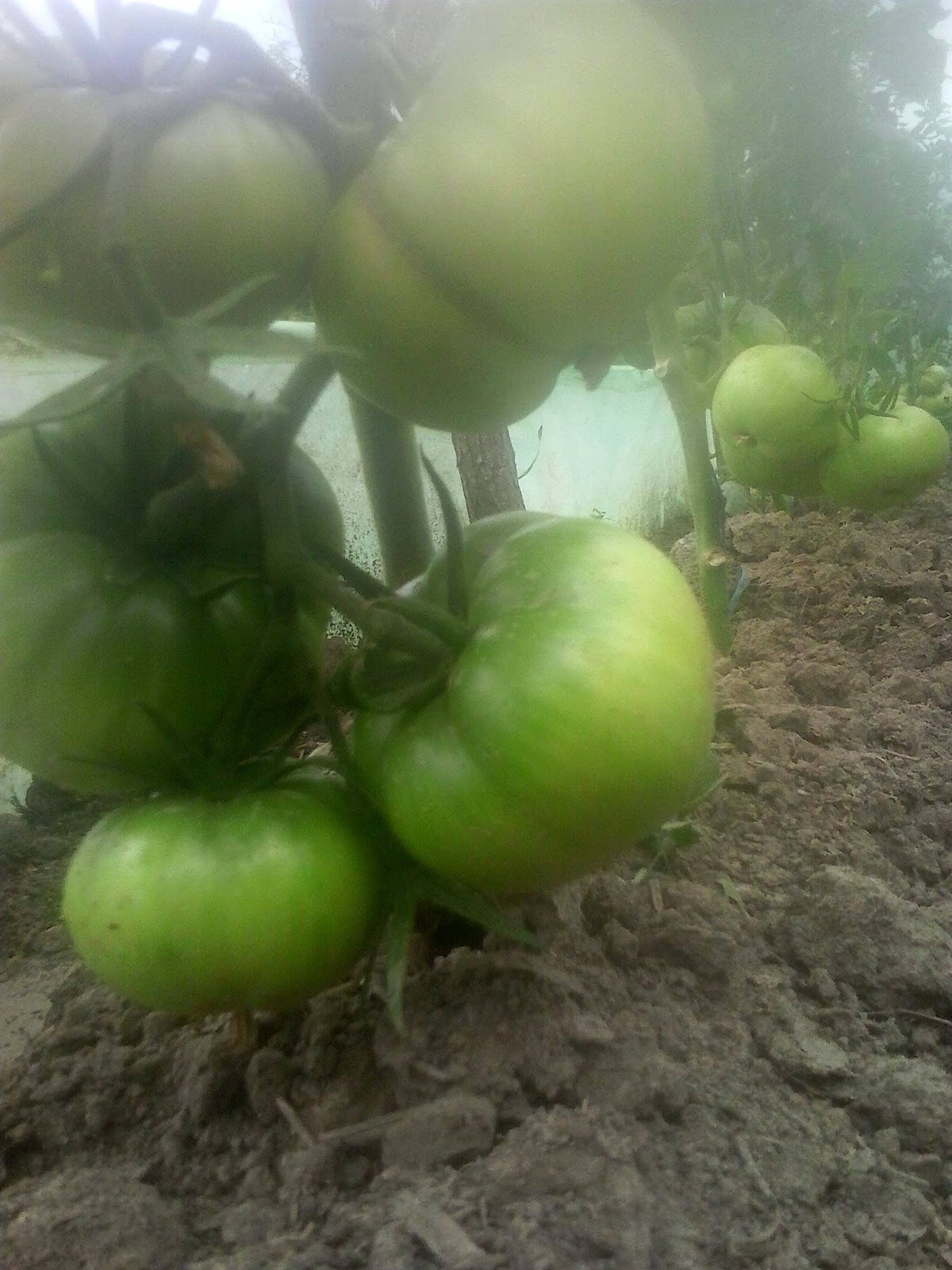 Câte Tipuri De Legume Pot Fi Cultivate Într-o Seră - Cum să faci o grădină