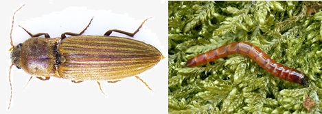 Gusano de alambre (Agriotes spp)