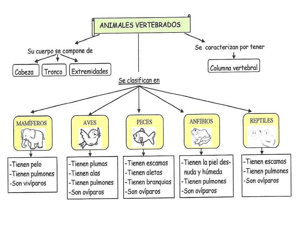 Cuentitis y punto: Clasificación de los animales y las plantas