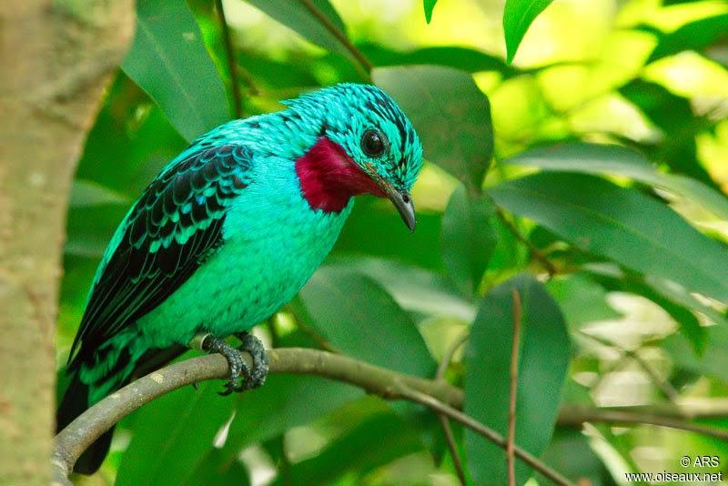 Peixes & Pássaros: O belo: Cotinga Cayana