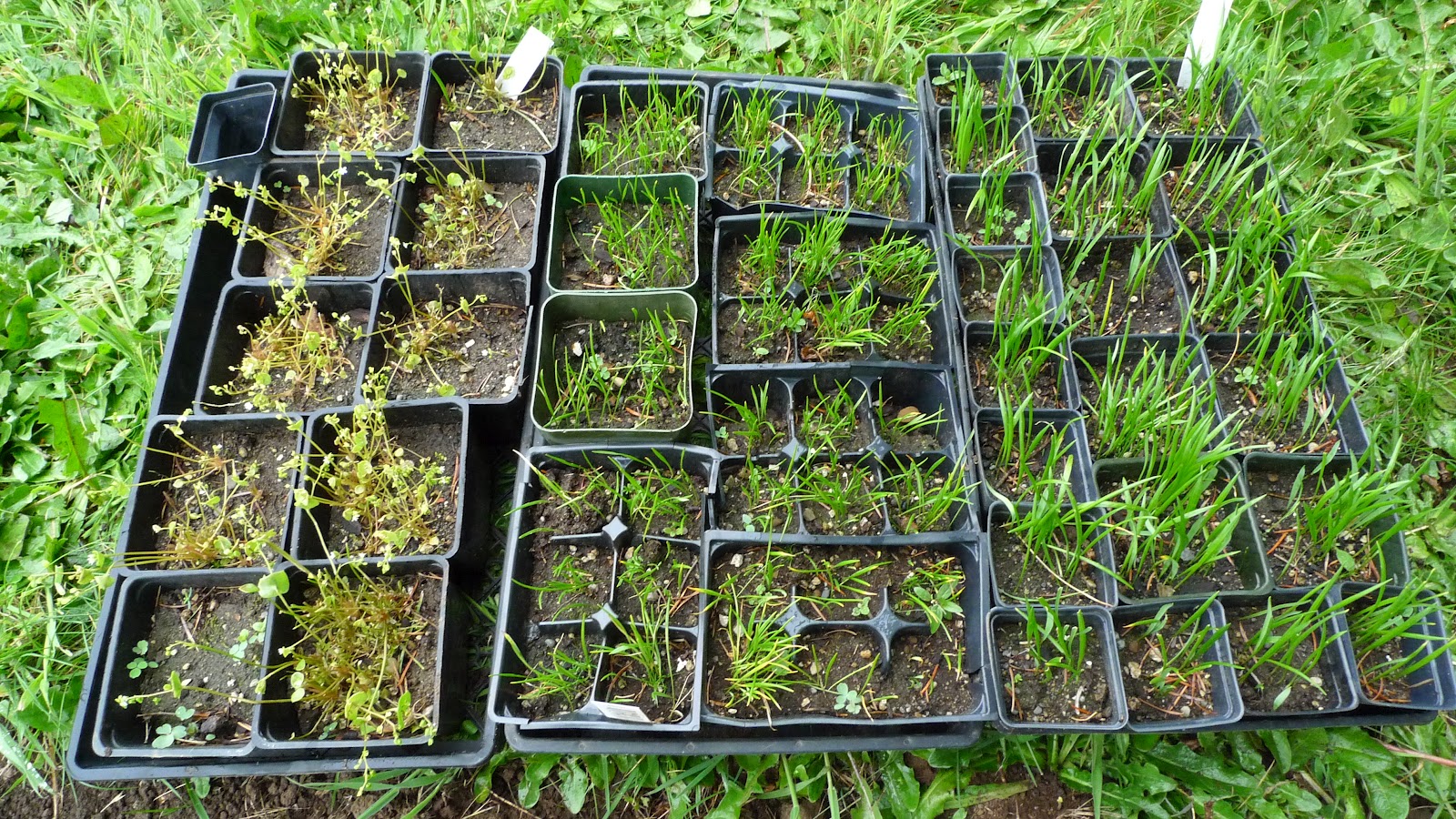 Wild Harvests: Garry Oak Gardening