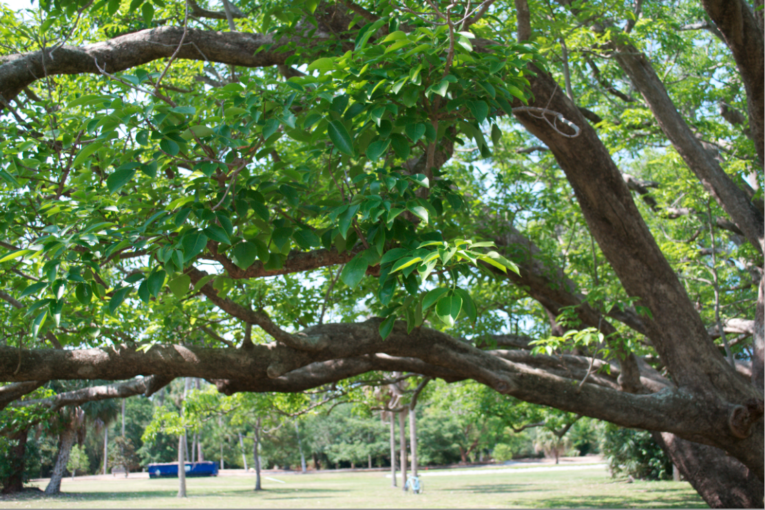 Glass Fellows: Tree Reference