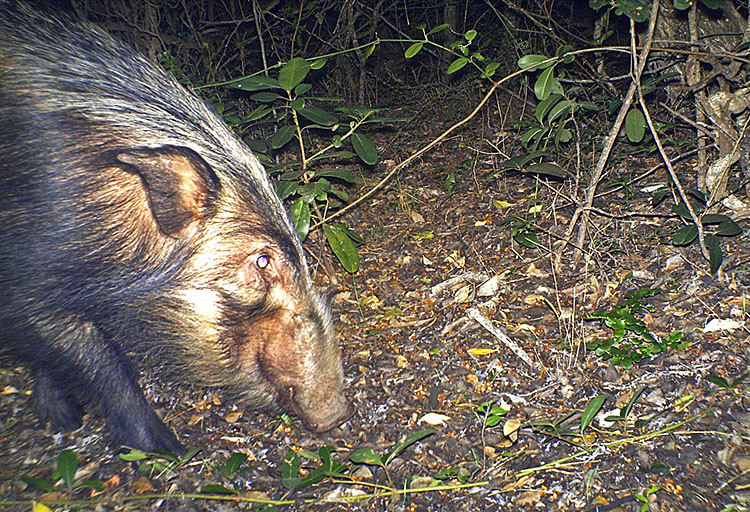 Remote Camera Trap - South Africa: Plenty Of Pigs