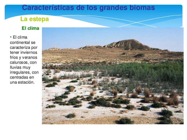 PRADERAS: Características de las estepas