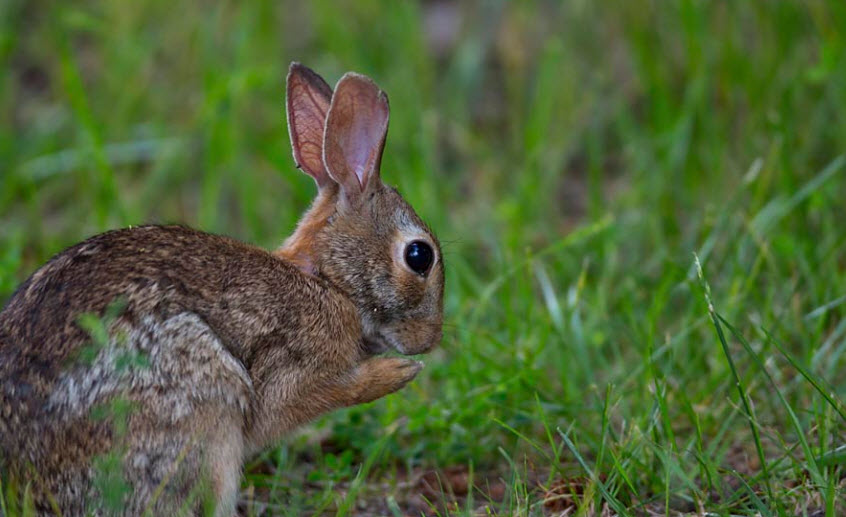 Animal You: Cottontail Rabbit