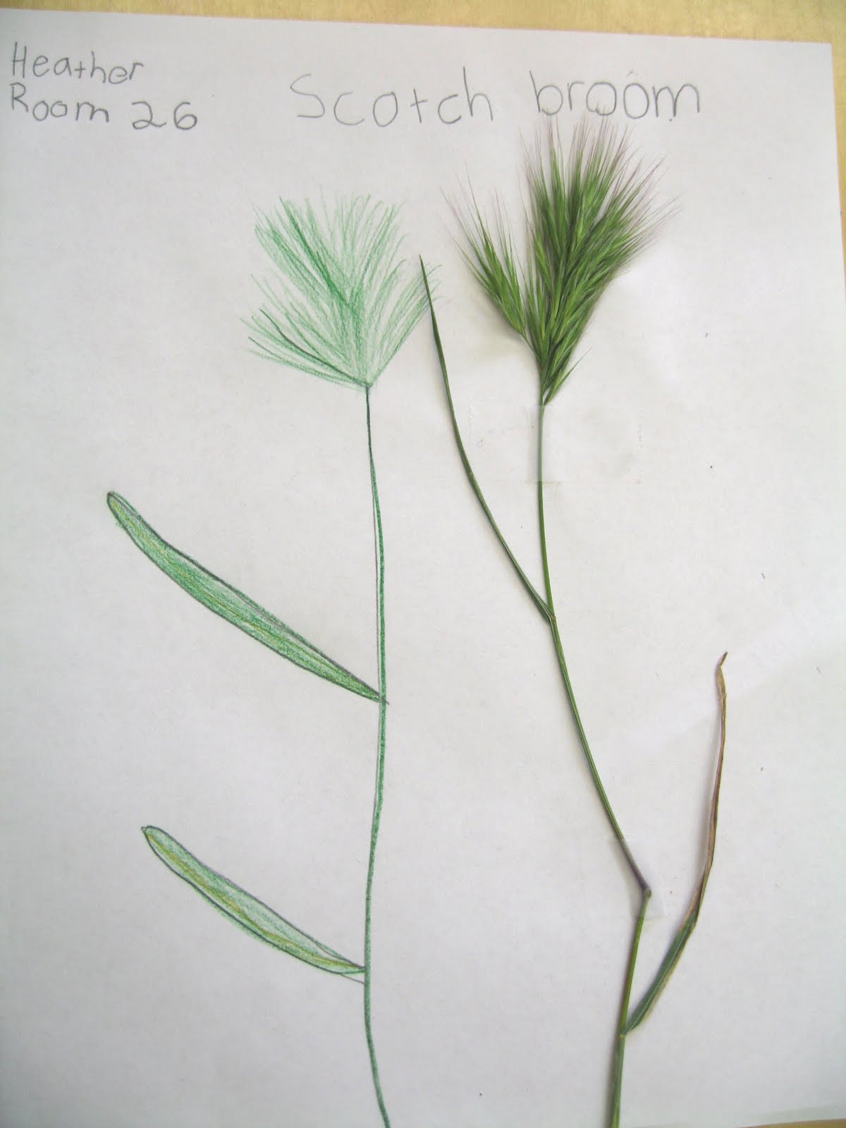 Walgrove Studio Lab: Observational Drawing - Second Grade