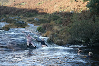 Devon Dispatches: Silly at Shilley