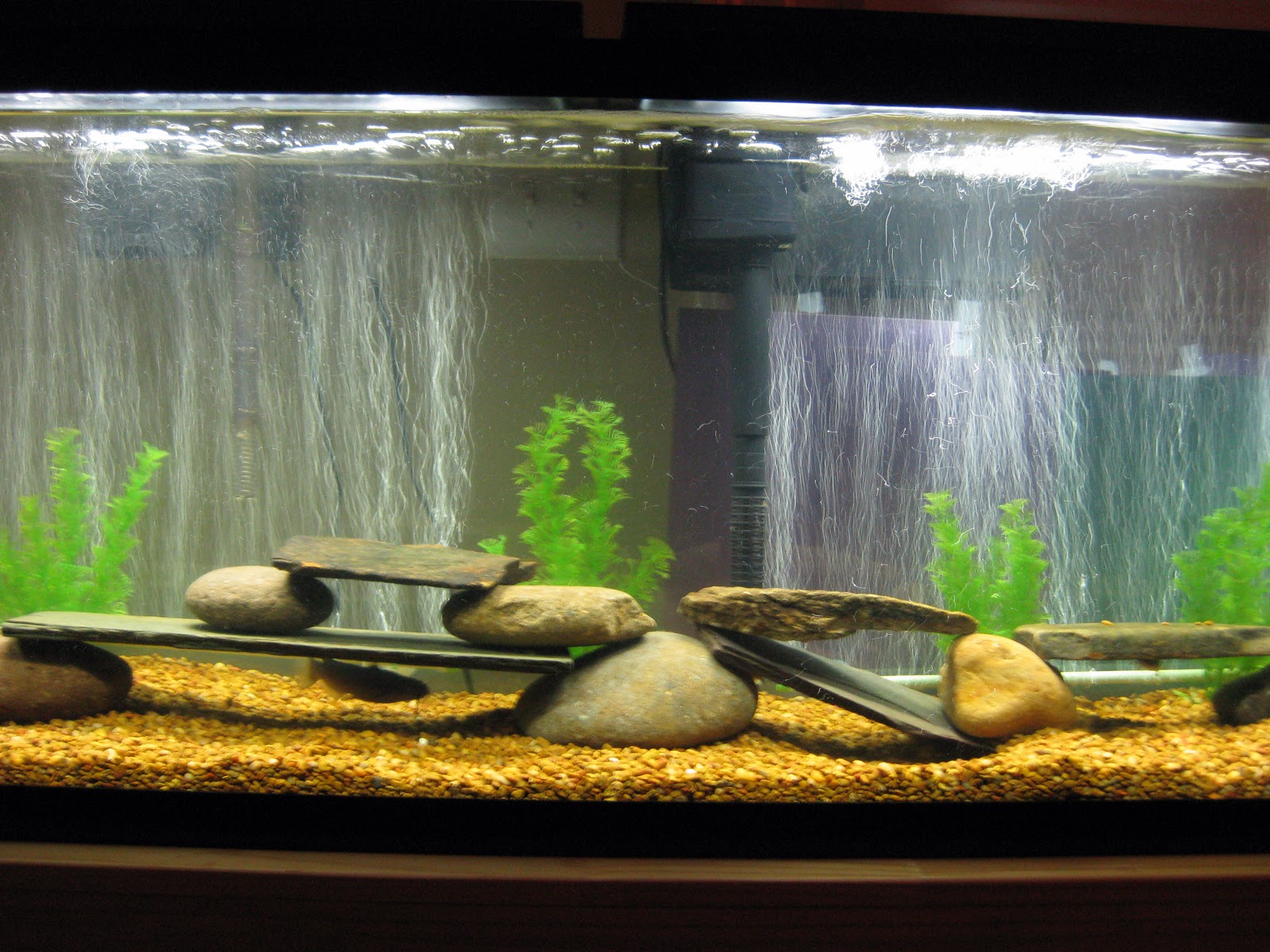 Yellow Bullhead Catfish Tank and Care