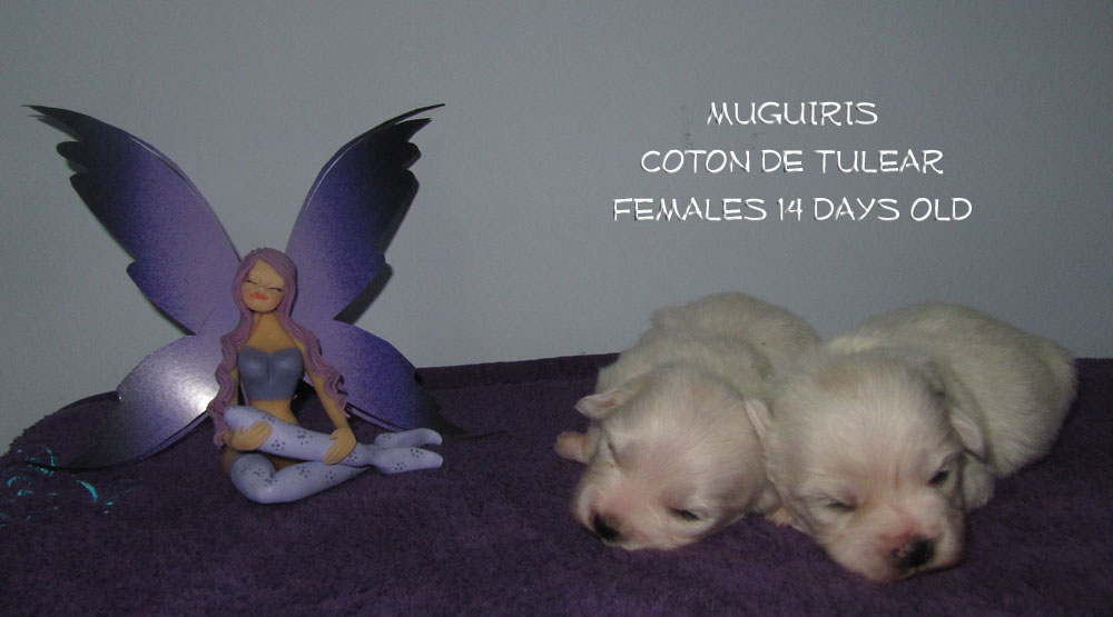 MUGUIRIS COTON DE TULEAR BICHON HABANERO: COTON DE TULEAR CACHORROS/PUPPIES