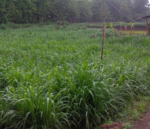 Jenis Rumput Gajah, Budidaya dan Kemampuan Produksinya - CARA BUDIDAYA