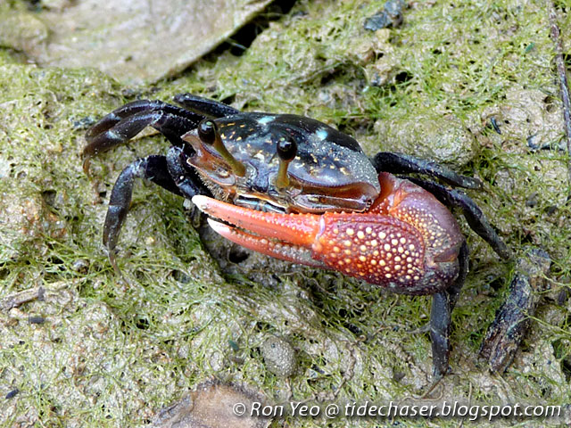 tHE tiDE cHAsER: Ocypodid Crabs (Phylum Arthropoda: Family Ocypodidae ...