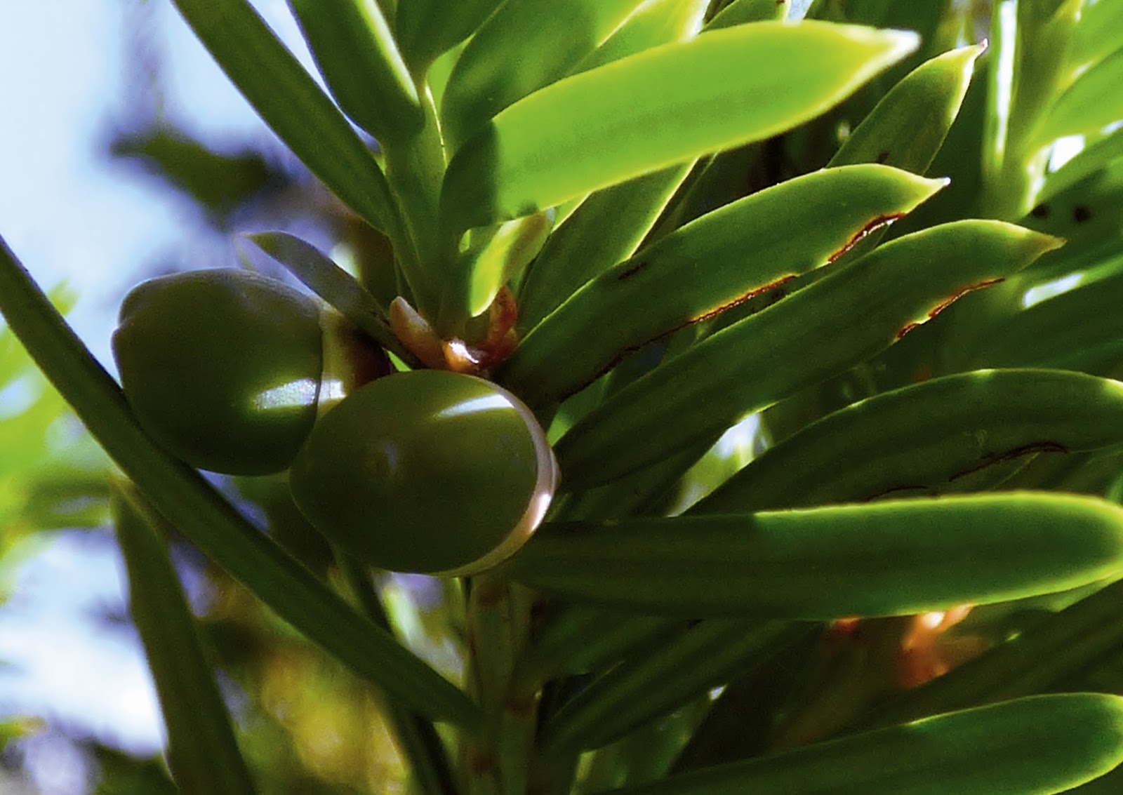 Naturayala: Un árbol único: el tejo (parte I)