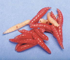 Oulton Broad Fishing Tackle: Frozen dead red or mixed Krilled maggot