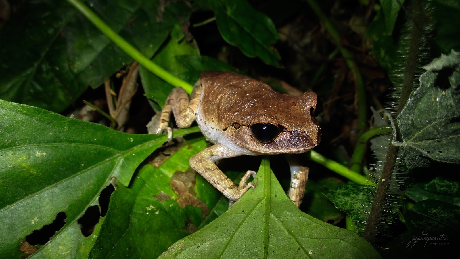 Palawan Litter Frog – An amphibian struggling to exist