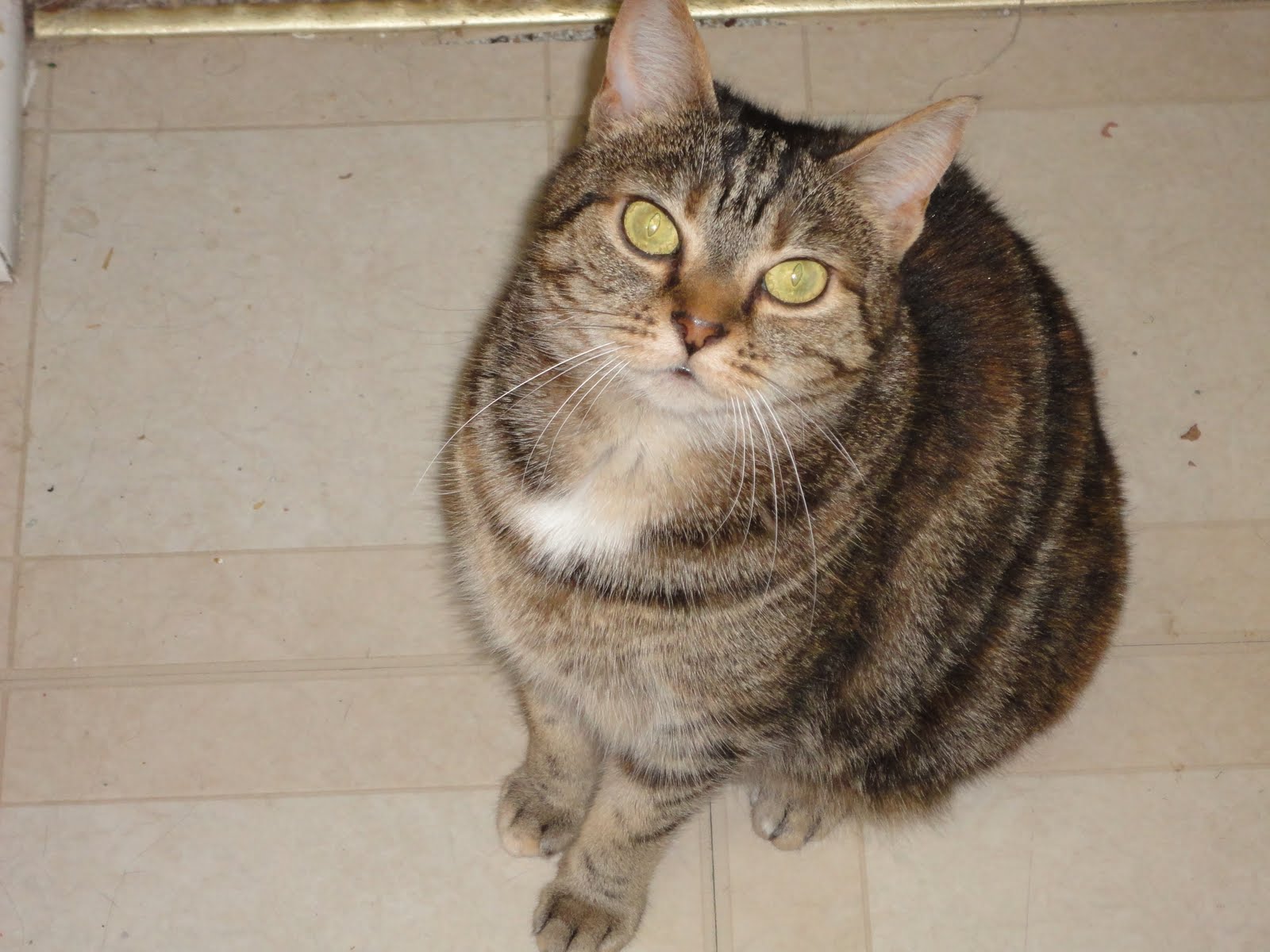 Athena The Torbie Cat: torbie thursday