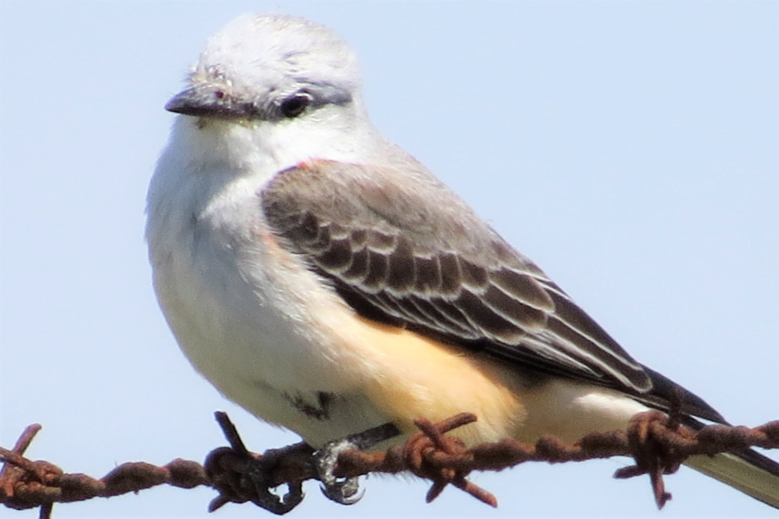 Florida Suncoast Birding: Birds and Wildlife Special to Southwest Florida