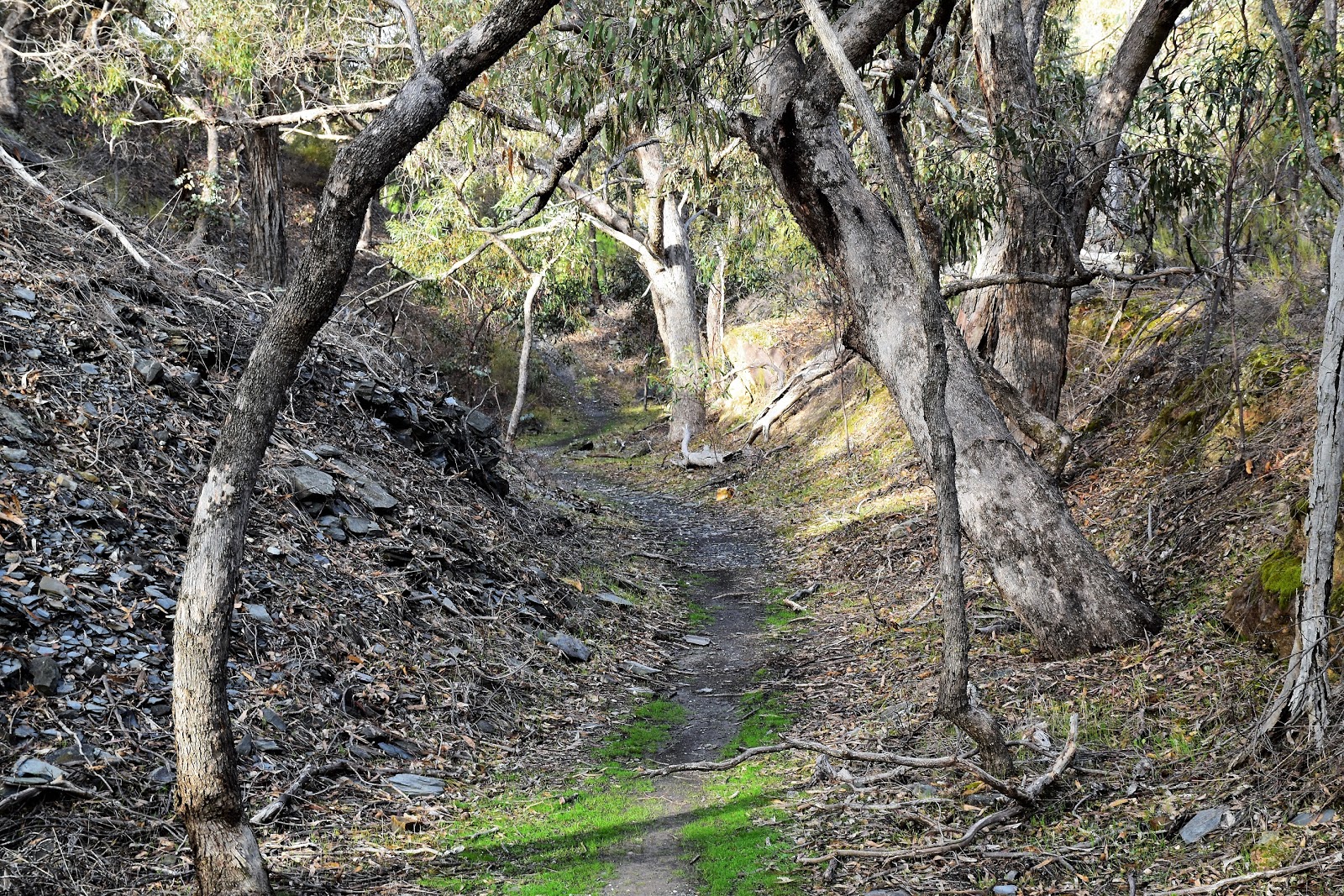 Goin' Feral One Day At A Time: Spring Gully & Break Neck Hill ...