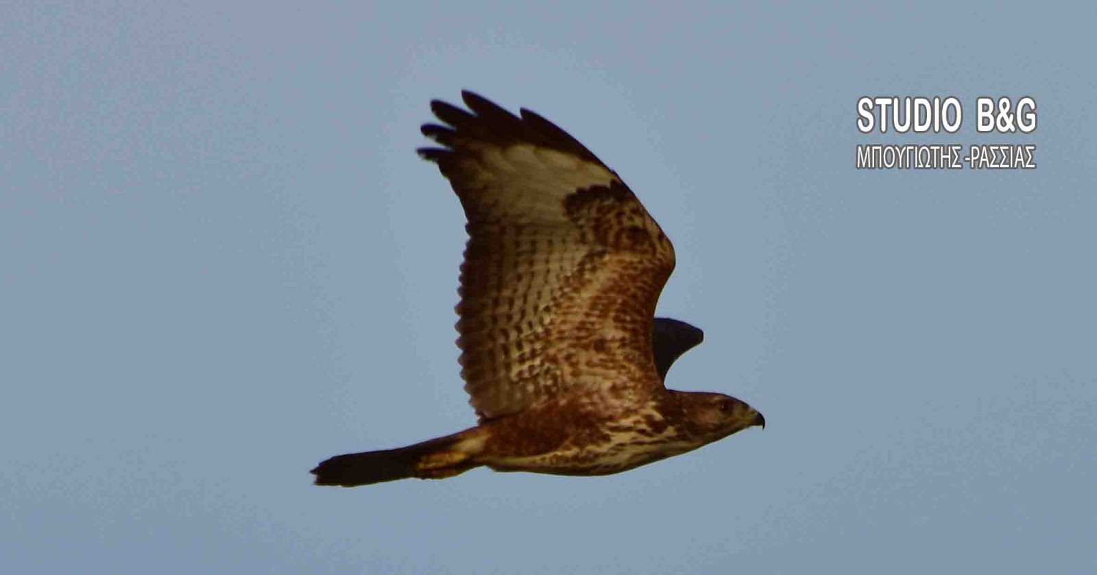 Φωτογραφία: ΜΙΑ ΓΕΡΑΚΙΝΑ BUTEO BUTEO ΣΤΗΝ ΠΟΛΗ ΤΟΥ ΝΑΥΠΛΙΟΥ.