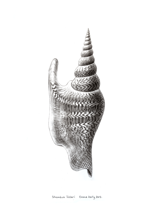 Shell Drawings by Emma Kelly