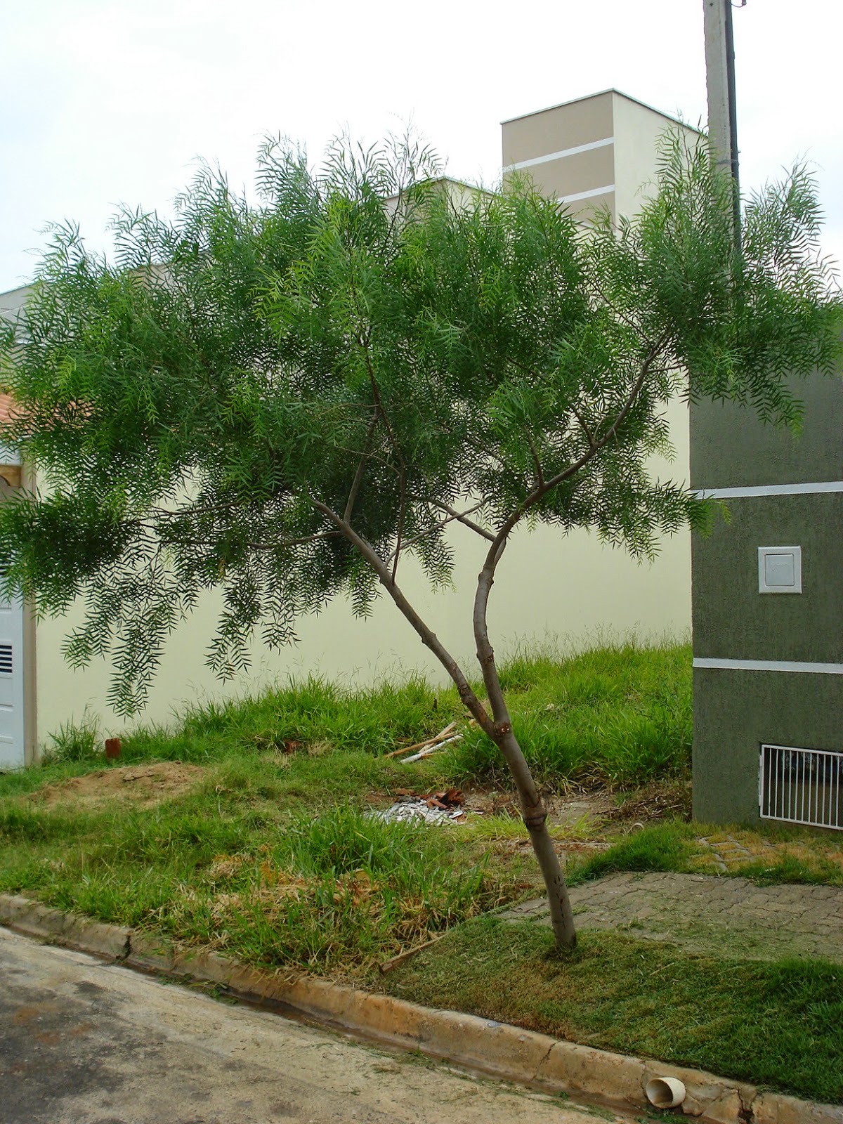 arboreo.net: Aroeira-salsa (Schinus molle L.)