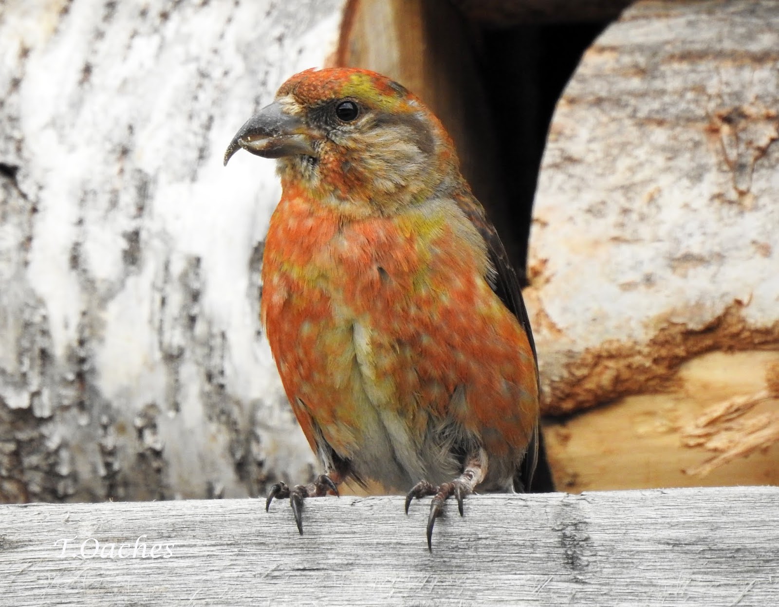 PASARI DIN ROMANIA: FORFECUTA (1), Loxia curvirostra