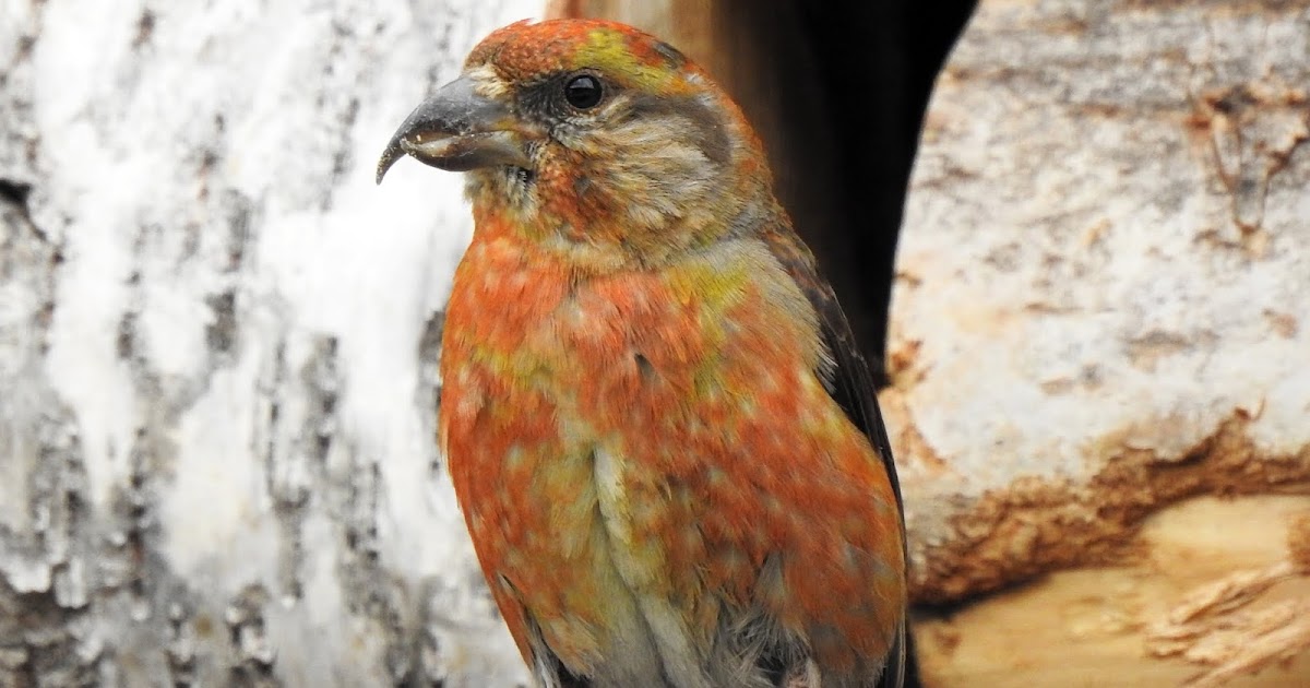 PASARI DIN ROMANIA: FORFECUTA (1), Loxia curvirostra