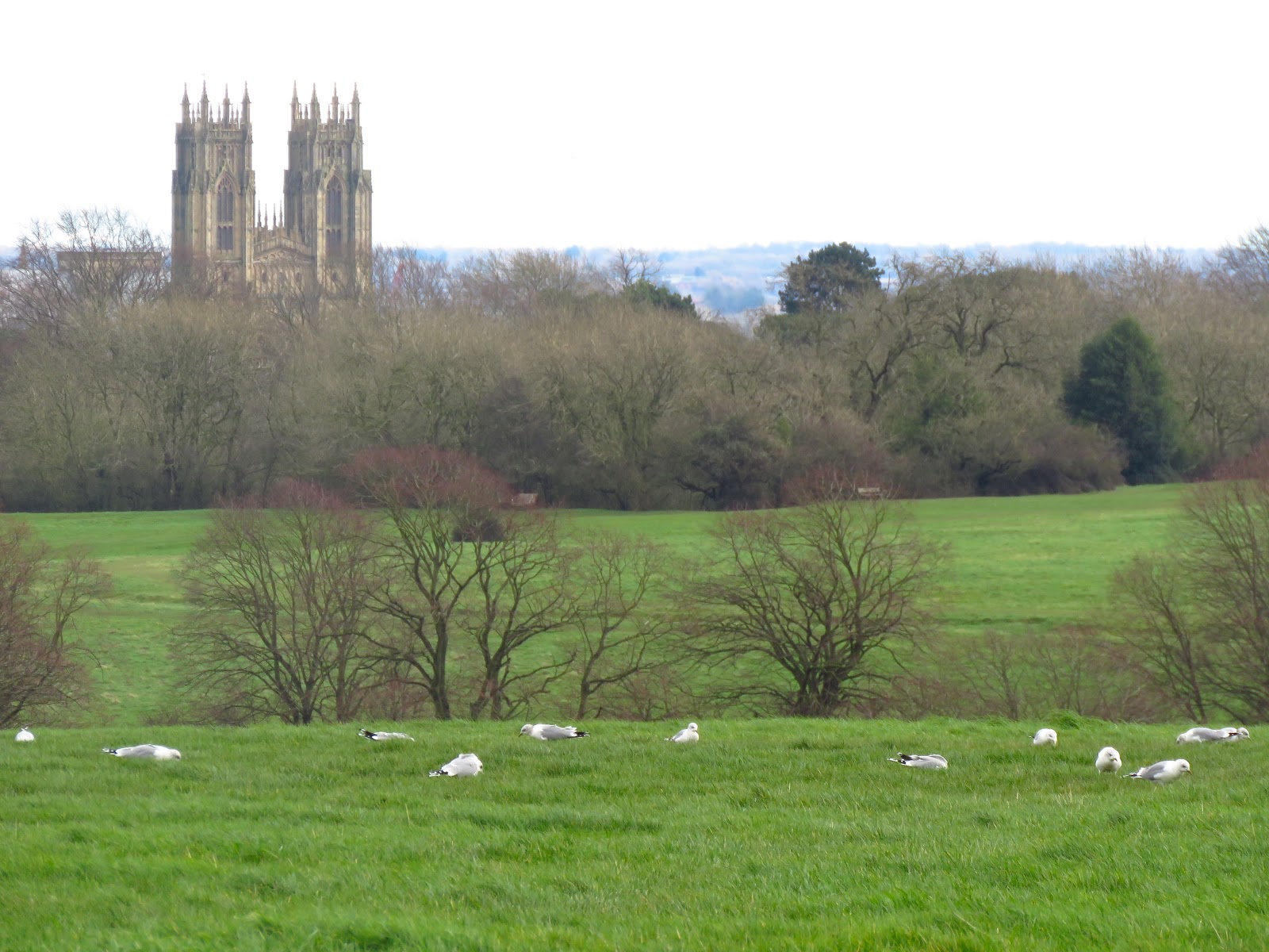 Wild at Hull: A walk around Burton Bushes and Beverley Westwood