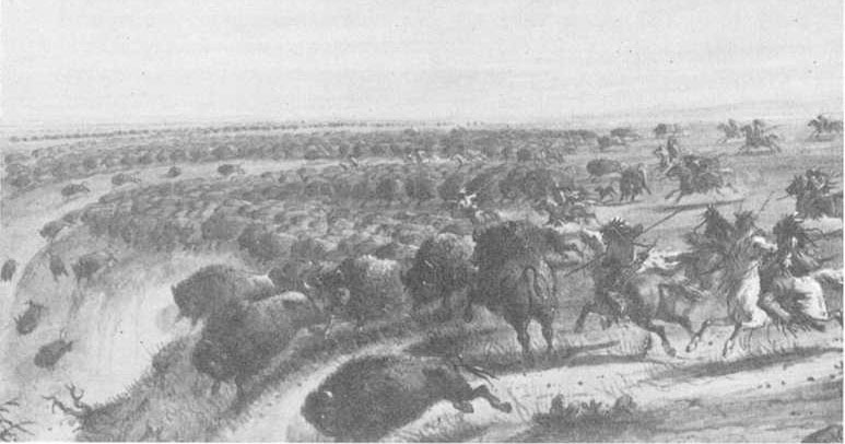 The Book Shelf: What Really Happened to the Buffalo in America?