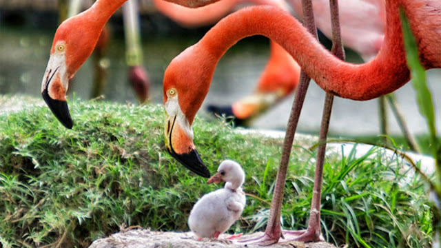 RETRO KIMMER'S BLOG: THOSE GORGEOUS PINK FLAMINGOS!