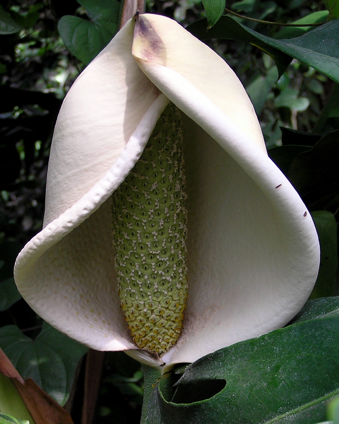 Happy Healthy Eaters 2021-food,tips,Advise and life style .: 5 ...