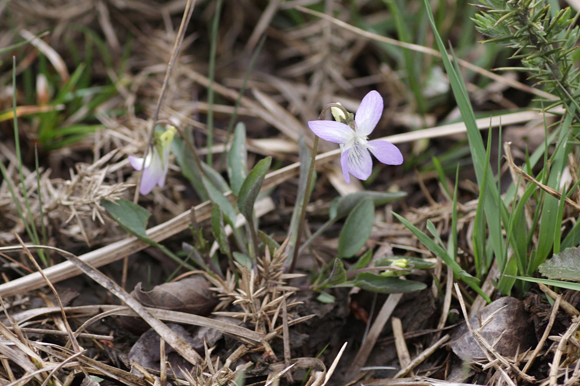 A Little Natural History: Snake in the grass
