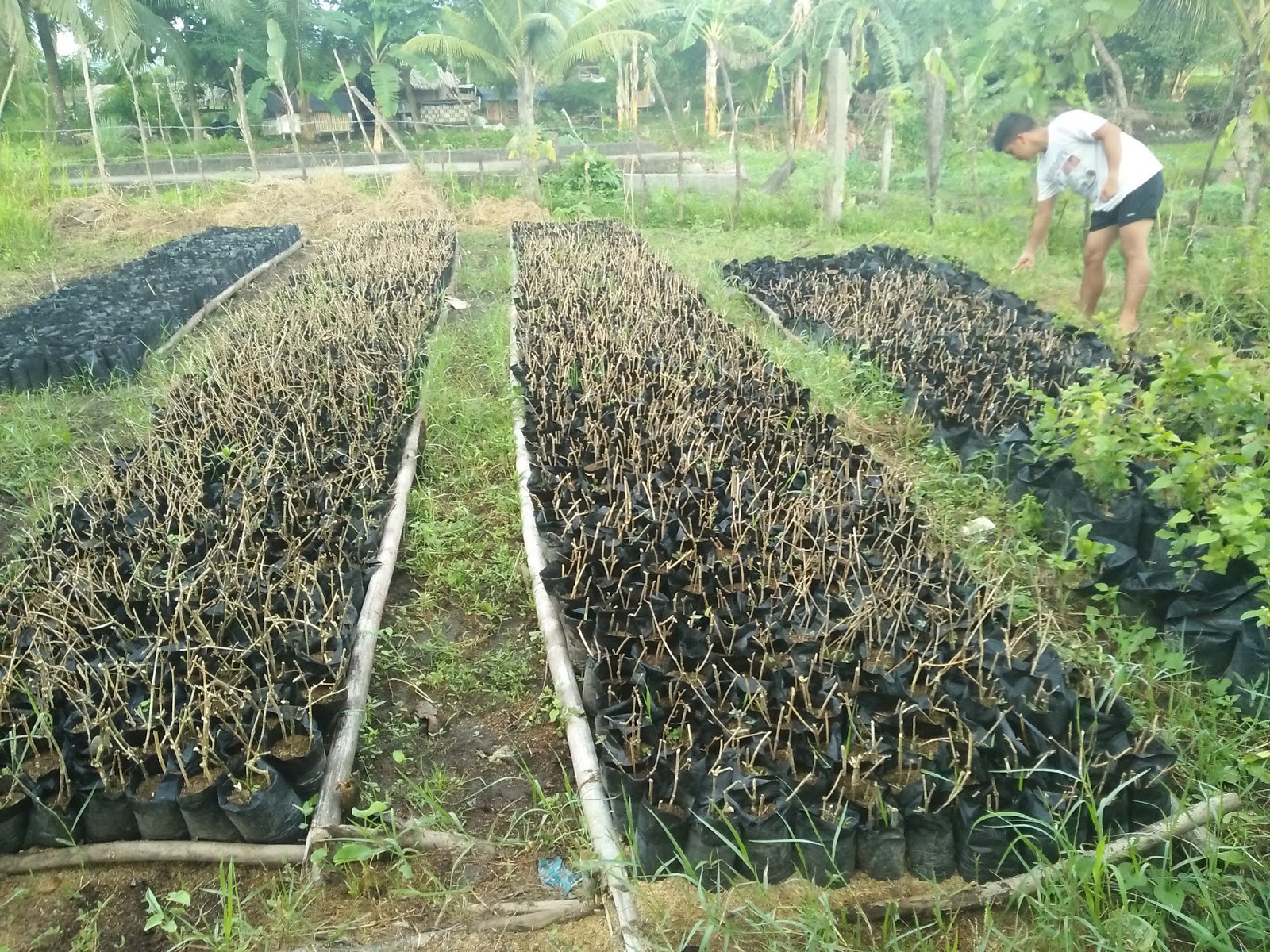 Go Agriculture: Rapid Sampaguita Plant Propagation