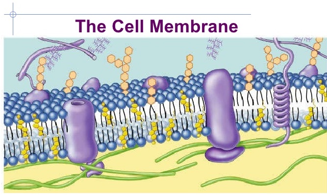 Cell Membrane