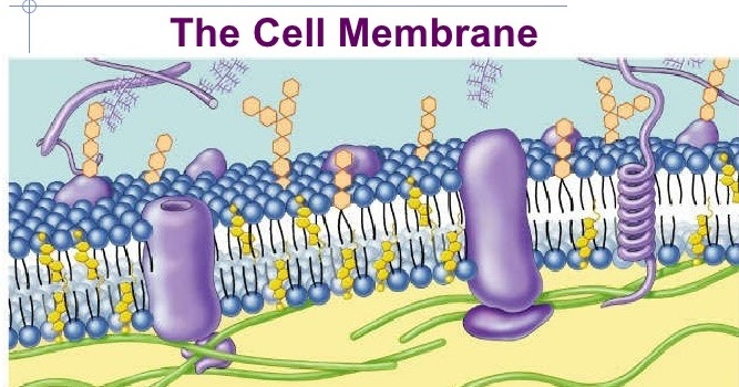 Cell Membrane
