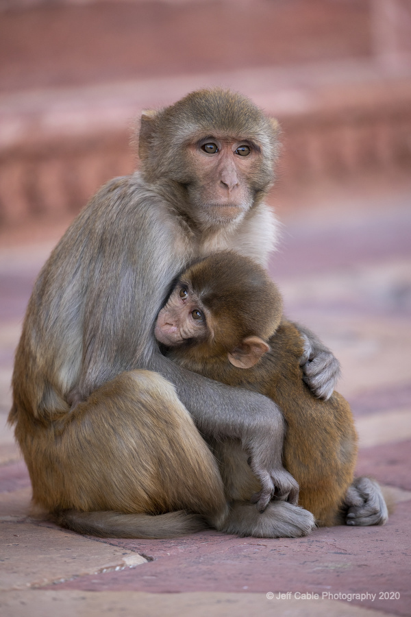 Jeff Cable's Blog: Photographing the Taj Mahal for the first time ...