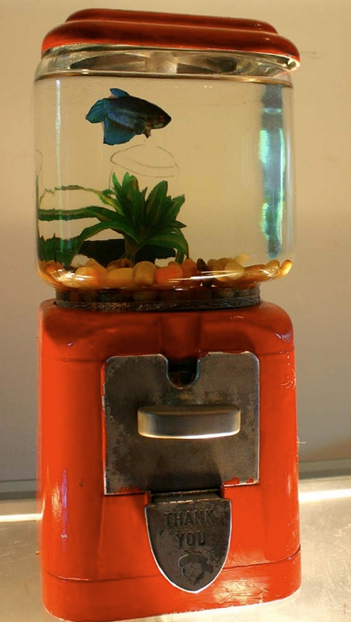 Upcycle Us: Upcycled fish tank