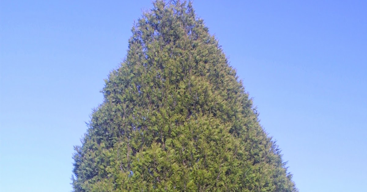 Trees of Santa Cruz County: Calocedrus decurrens - California Incense Cedar