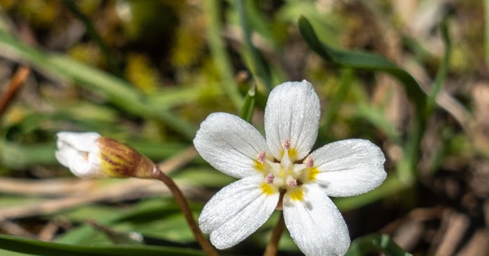 Spirithelpers: Spring flowers and a Chickadee