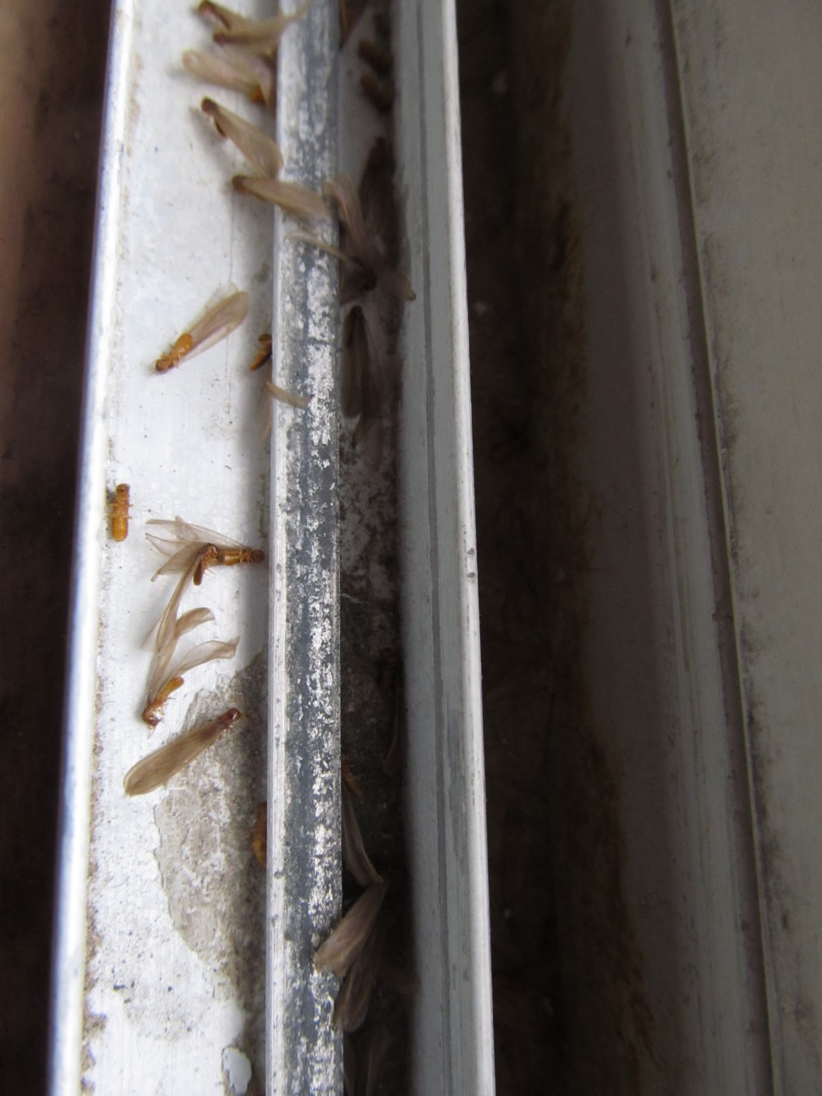 Arizona's Termite Expert