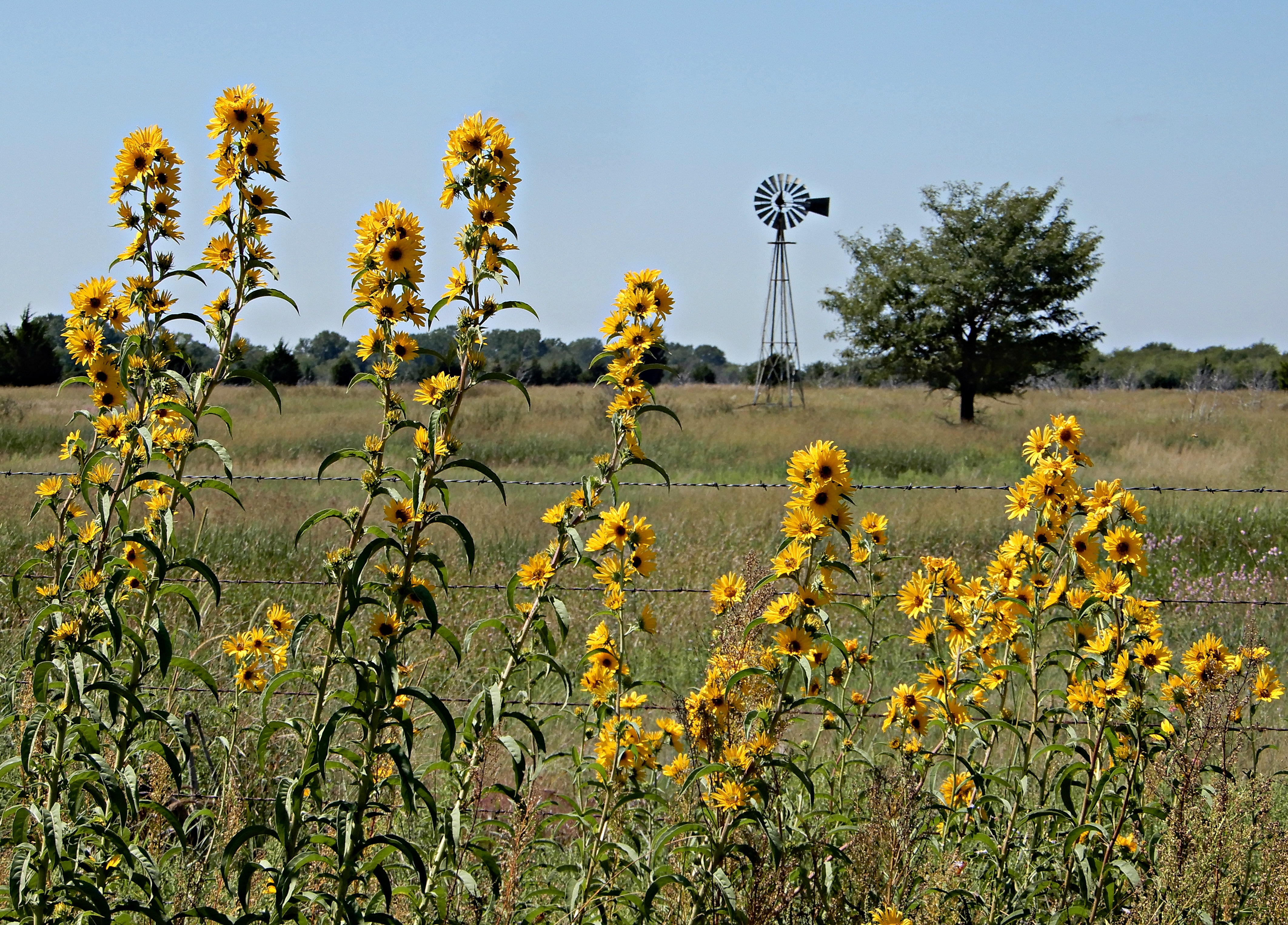 Kim's County Line: Sunflower from The Sunflower State